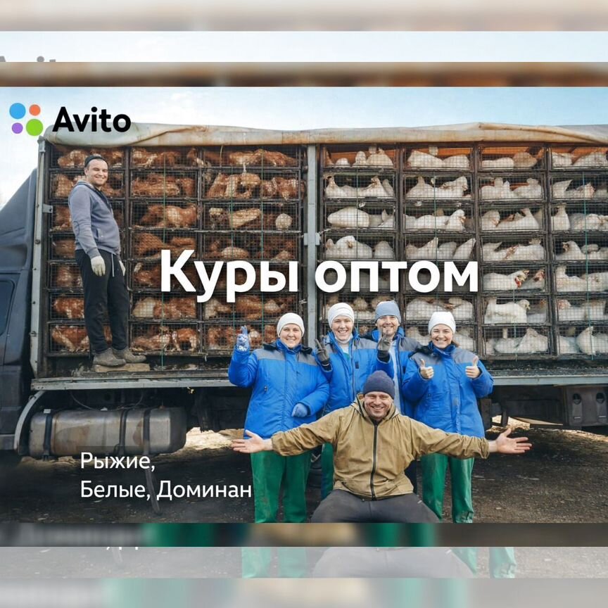 Элитные несушки Доминант