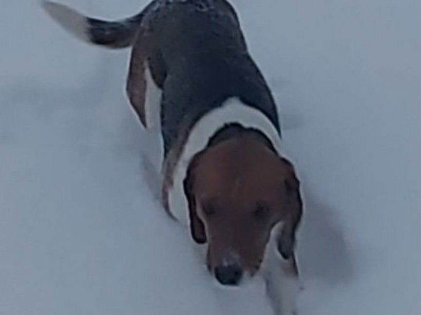 Эстонская гончая