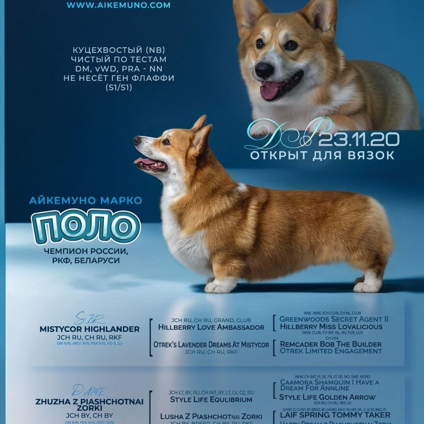 Вельш-корги пемброк вязка