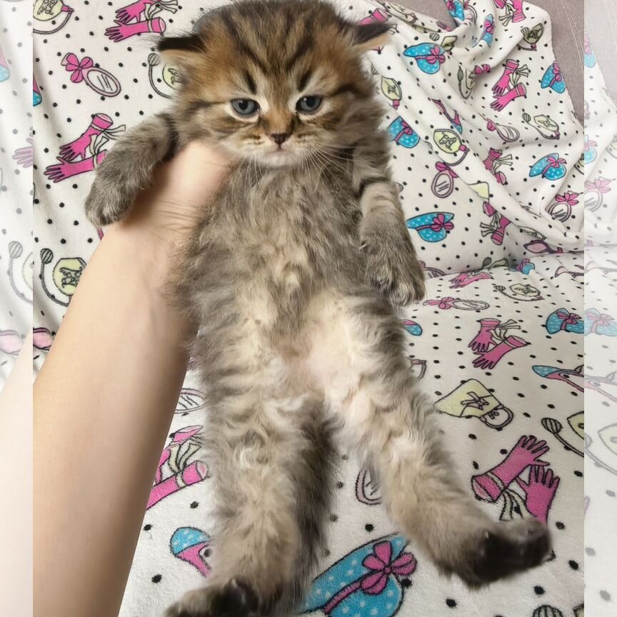 Шотландский вислоухий длинношёрстный котёнок