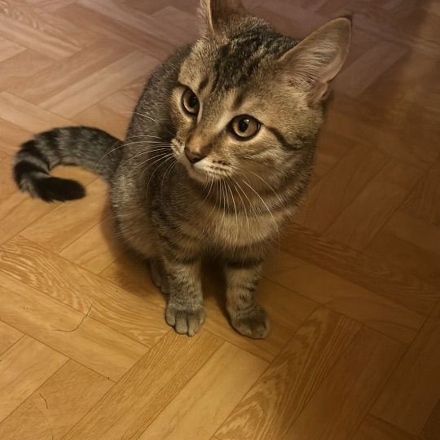 Котенок 4месяца