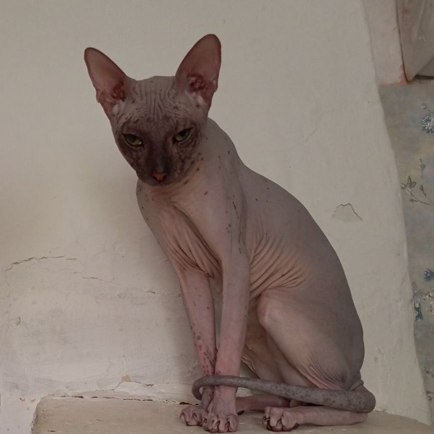 Котята сфинкс