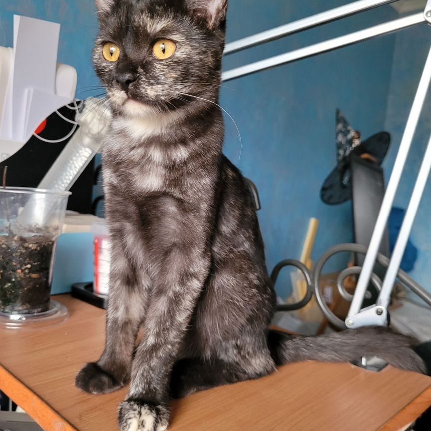 Котенок 4 месяца девочка Деловая колбаса