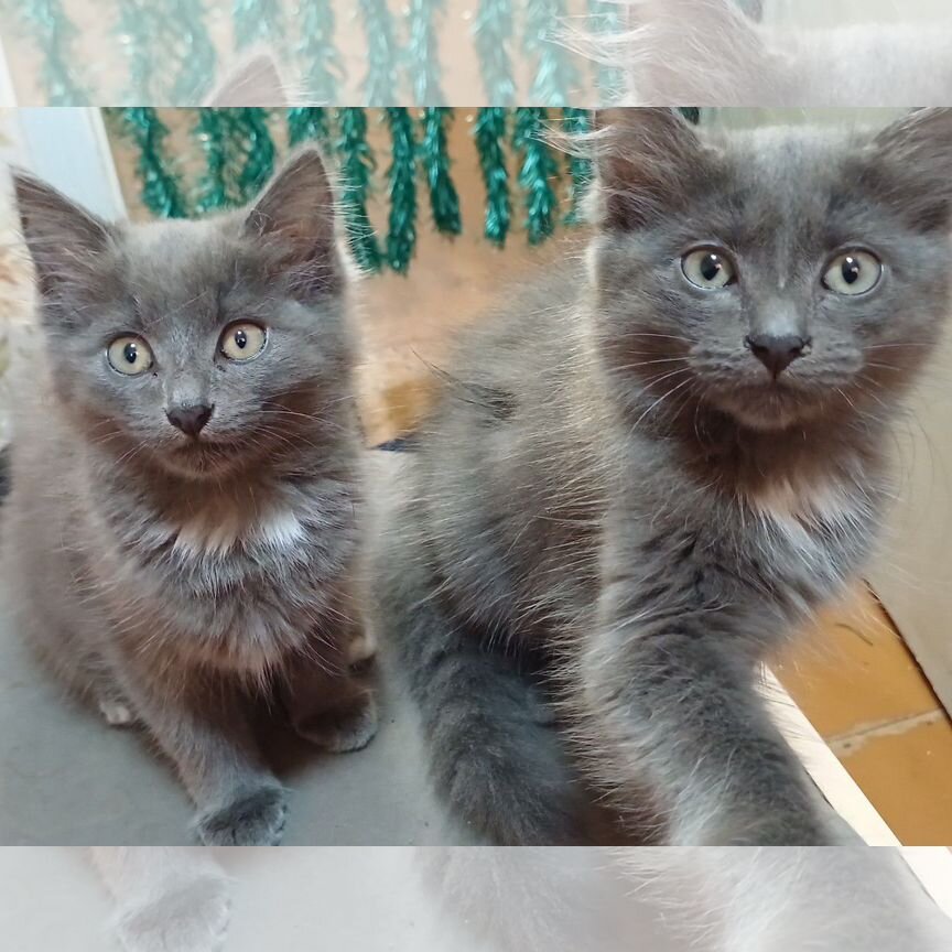 Отдам котят 3 мес. Мальчики