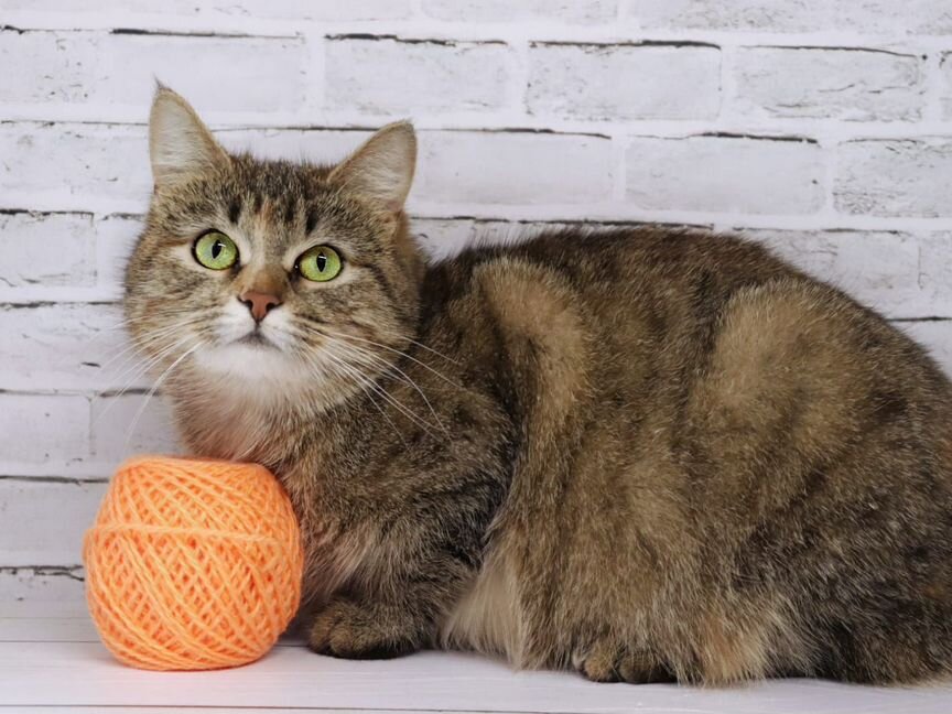 Зеленоглазка в дар