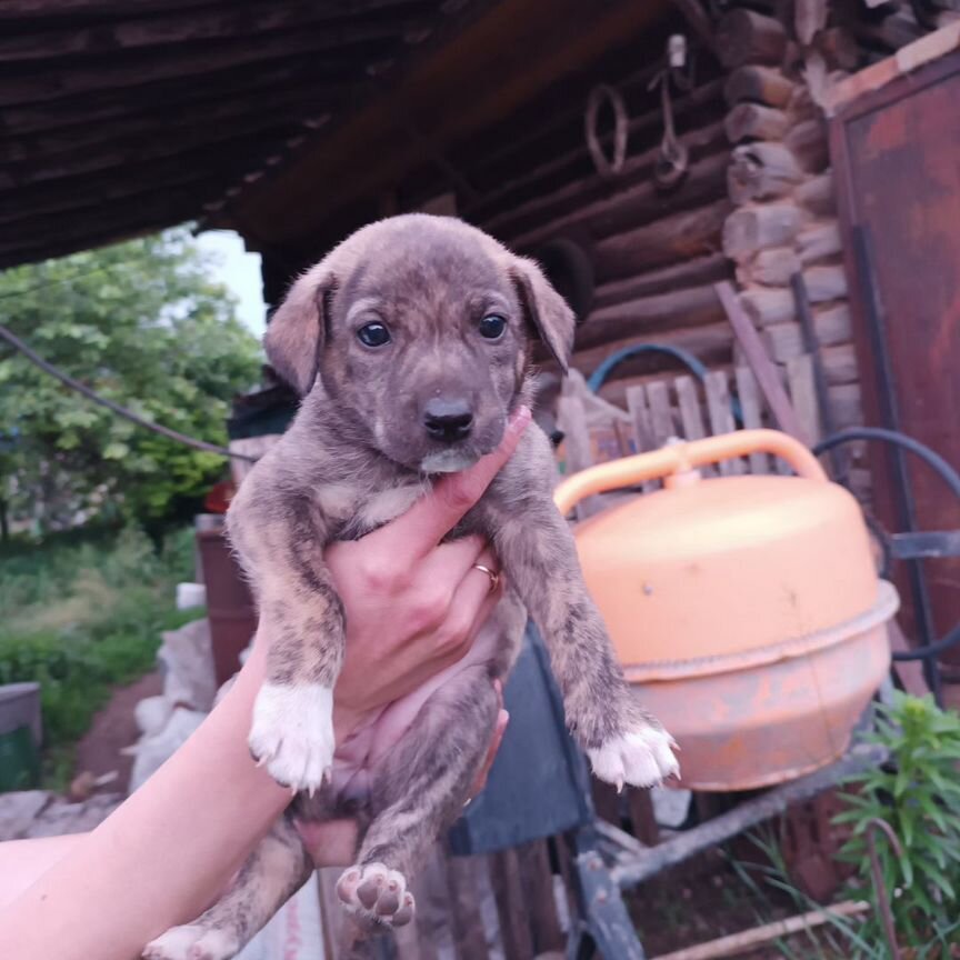 Щенята в добрые руки