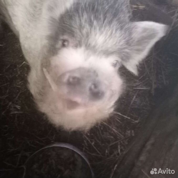 Вьетнамский вислобрюхий хряк