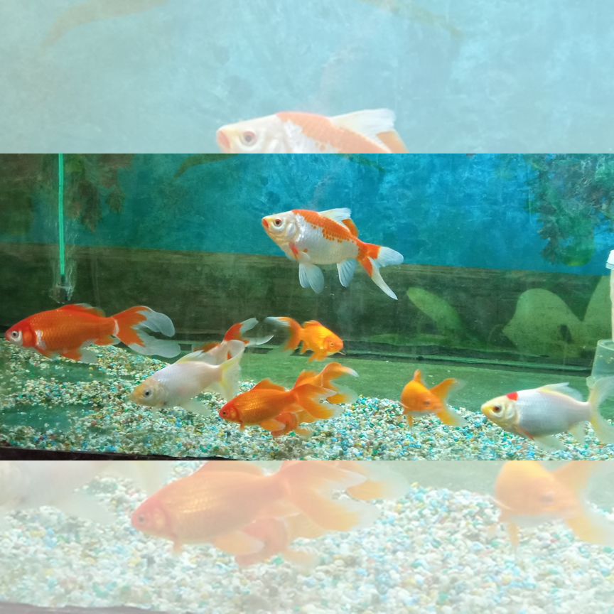 Золотая рыбка комета