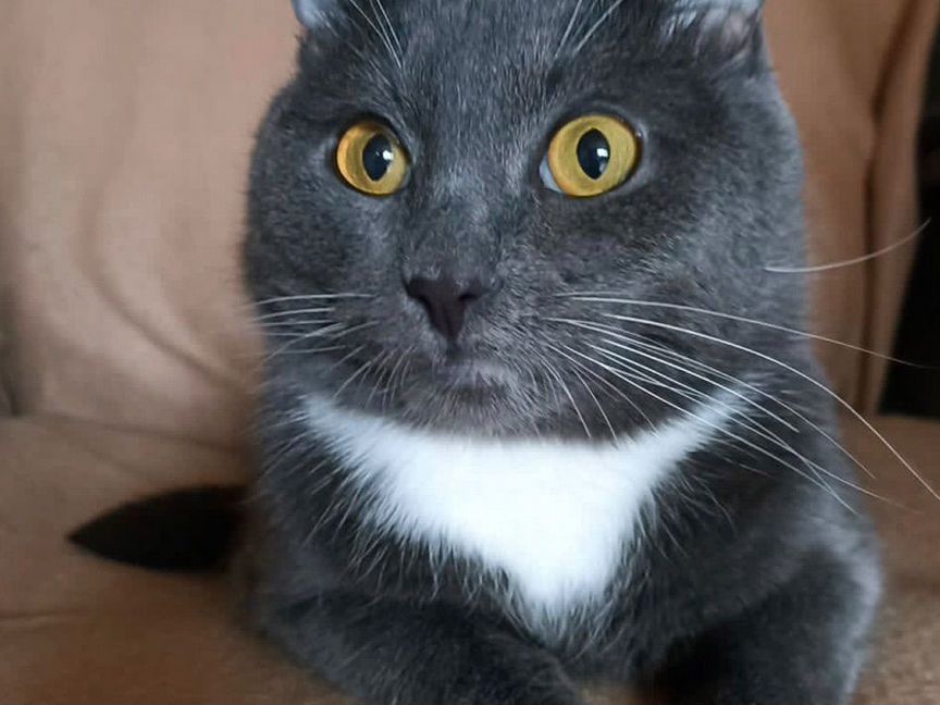 Кошки в добрые руки