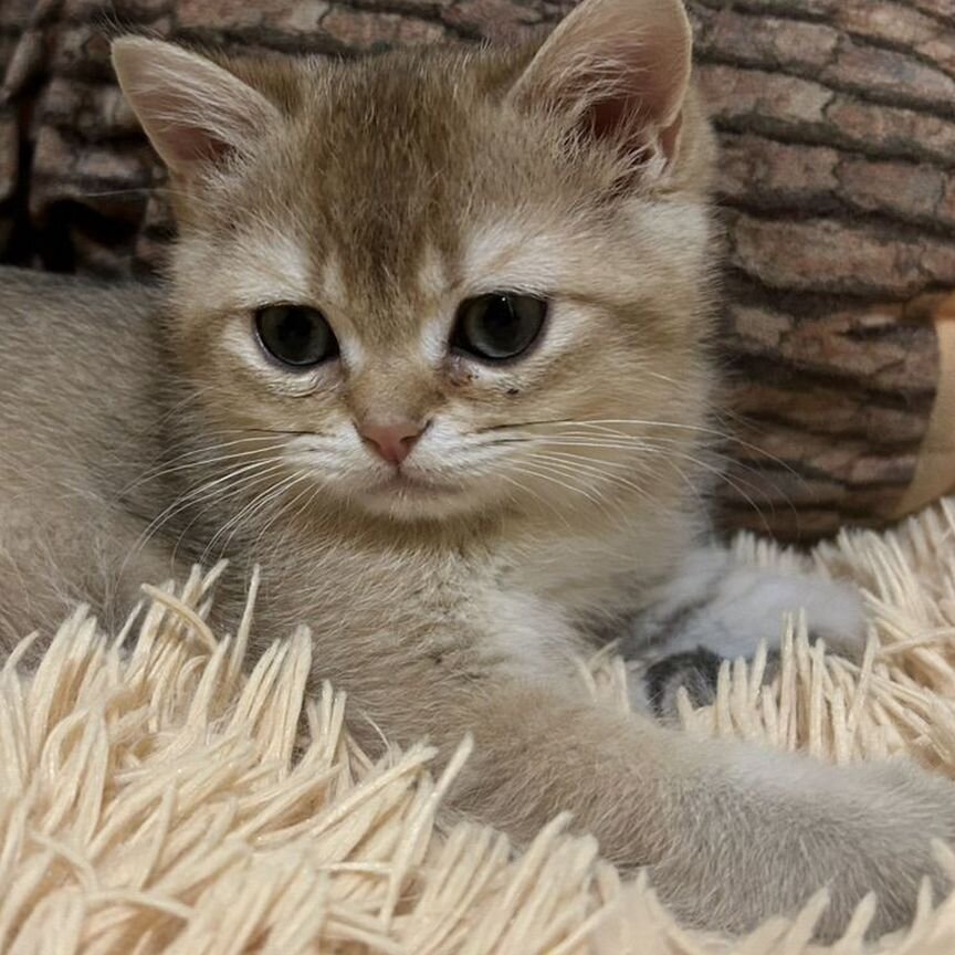 Британский короткошёрстный котёнок