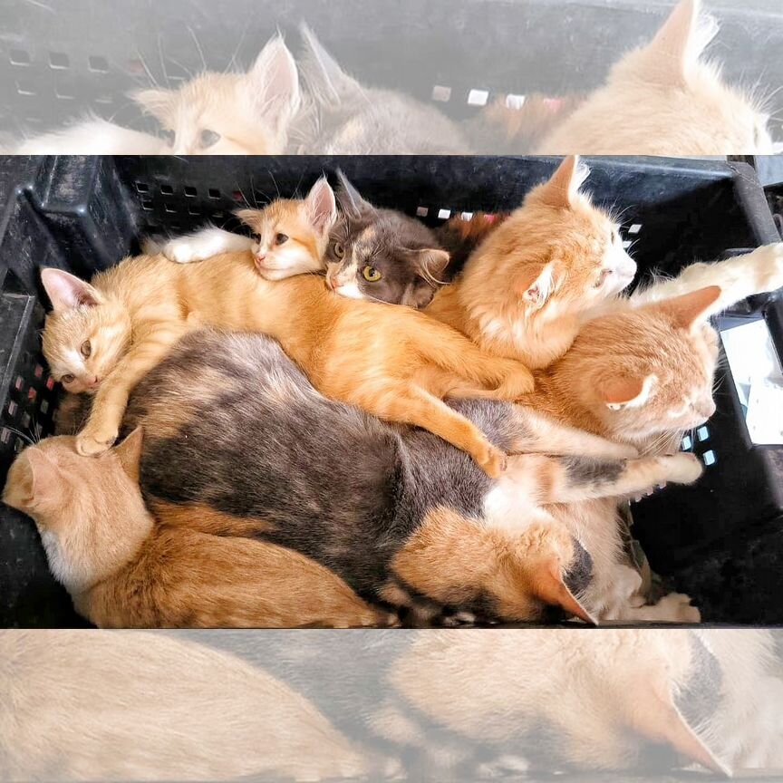 Котёнок в добрые руки