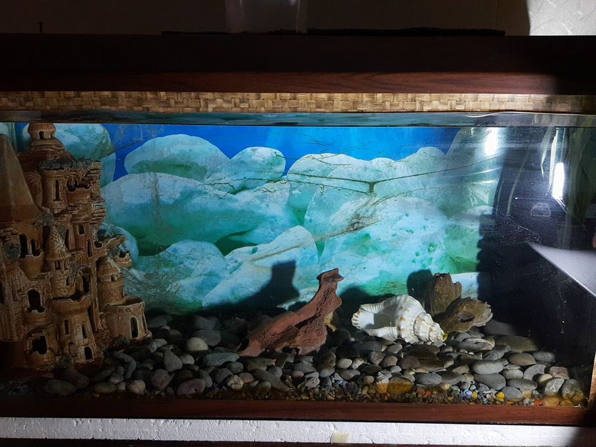 Аквариум (200л ) со всем содержимым