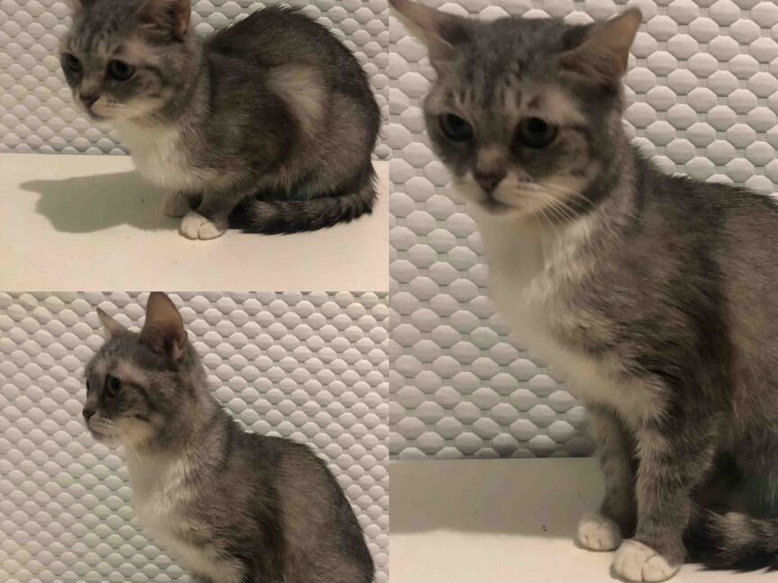 Кошка, 1 год