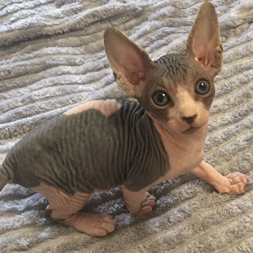 Канадский сфинкс котенок