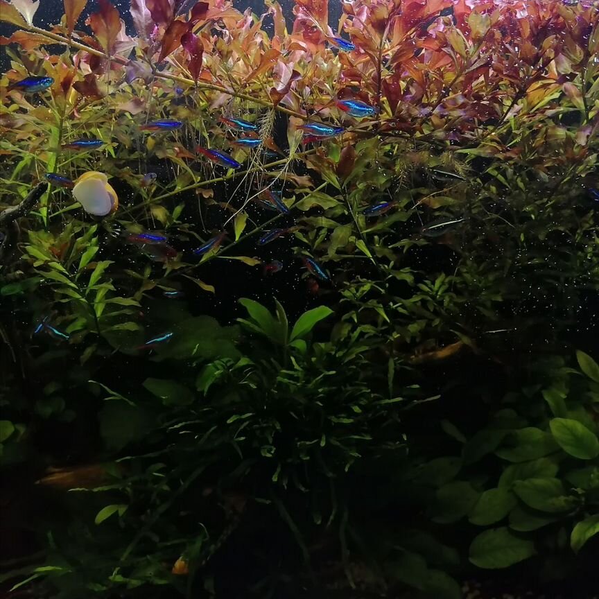 Аквариумное растение