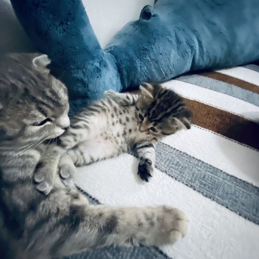 Отдам породистых котят в очень добрые руки