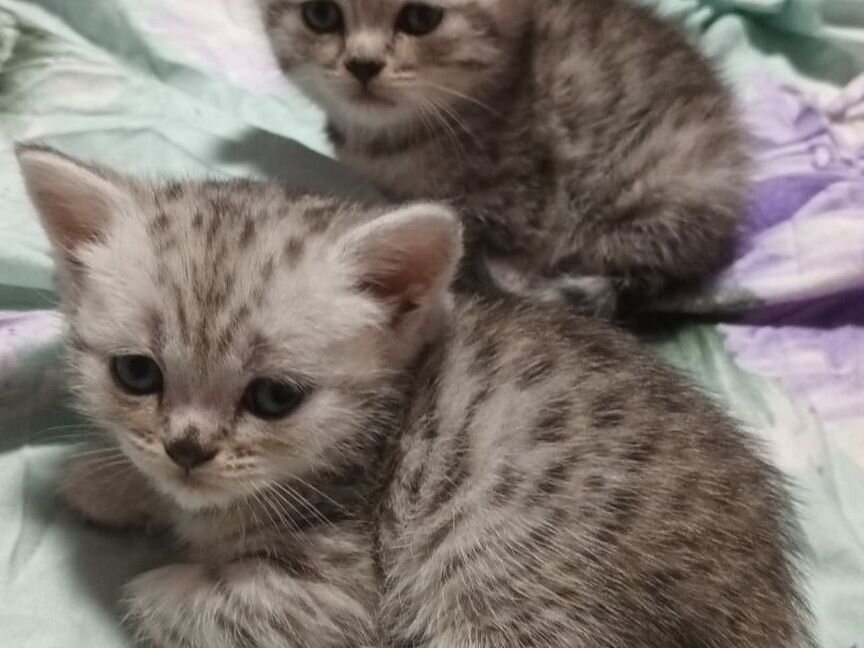 Шотландские котята