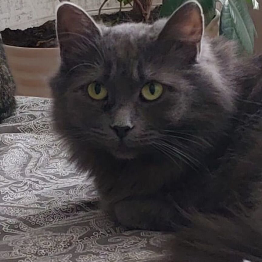 Дымчатая кошка