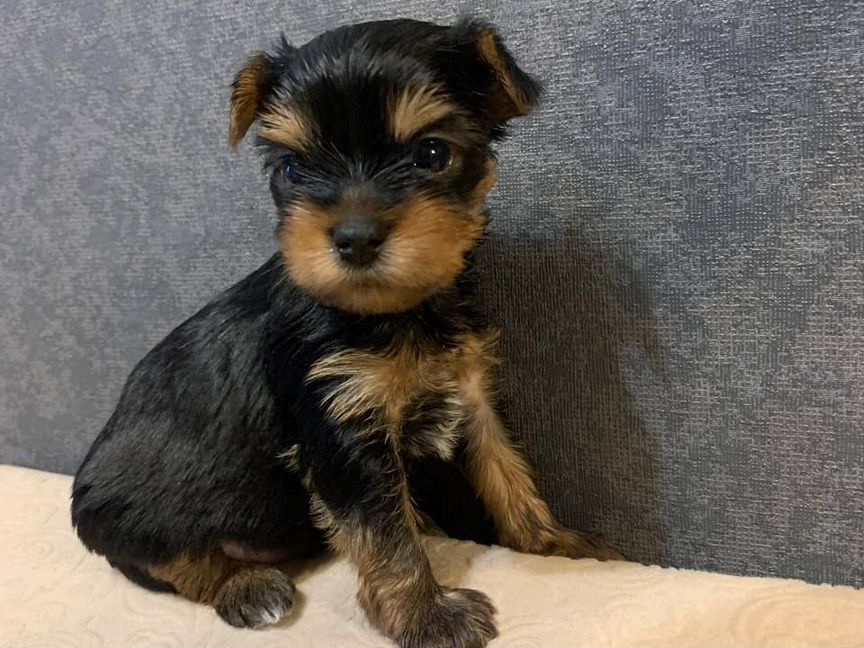 Йоркширский терьер