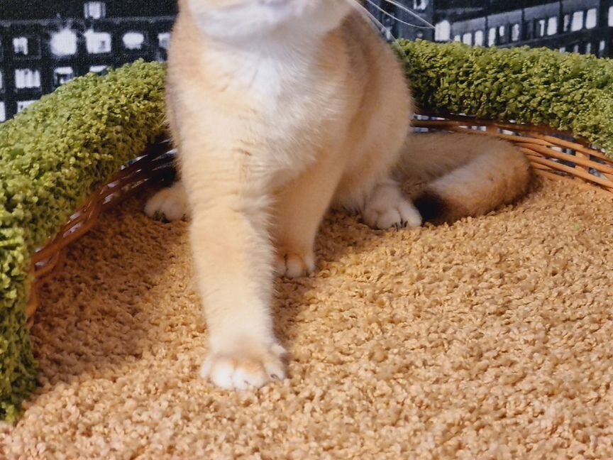 Золотая шиншилла ny12