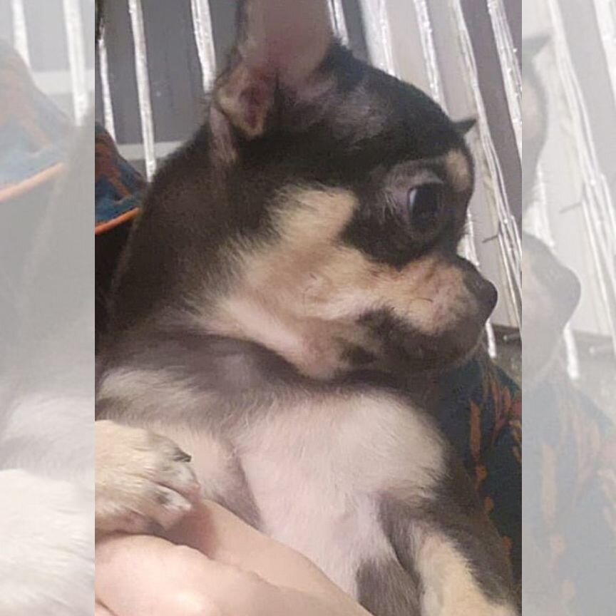 Чихуахуа, щенок