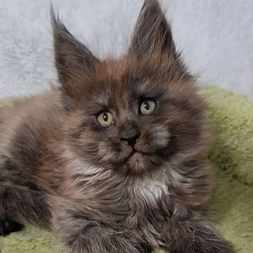 Котята мейн-кун серебряные девочки