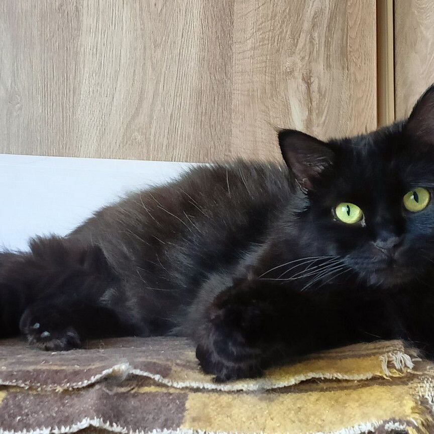 Кошка без вредных привычек ищет дом