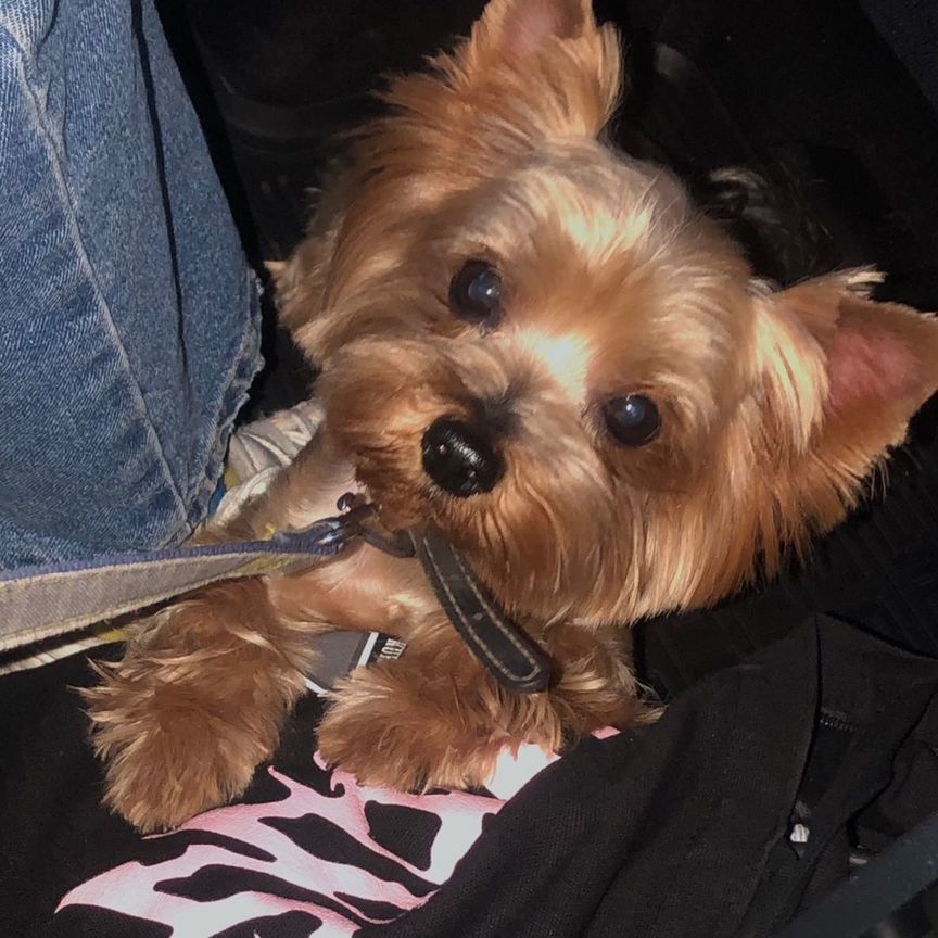 Йоркширский терьер вязка мальчик