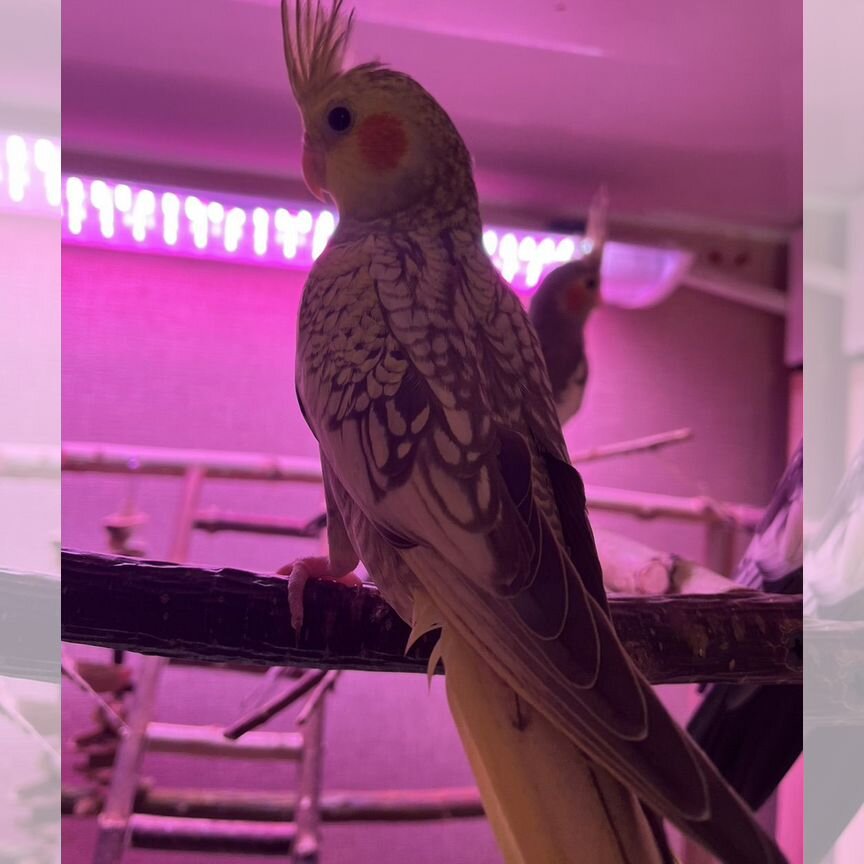 Попугай Корелла самка