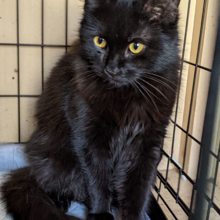 Нора ищет дом