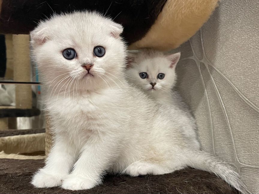 Шотландские котята шиншилла