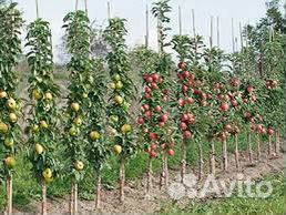 Саженцы Яблонь колоновидных купить в Череповце | Товары для дома и дачи ...