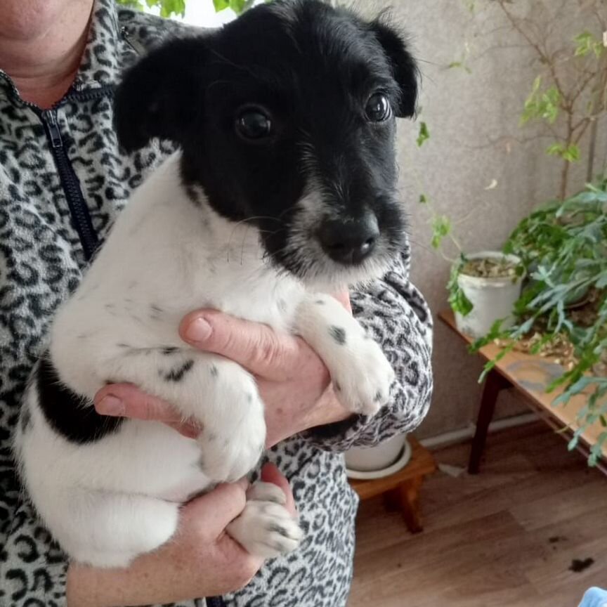 Щенок в добрые руки