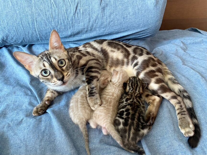 Бенгальские котята