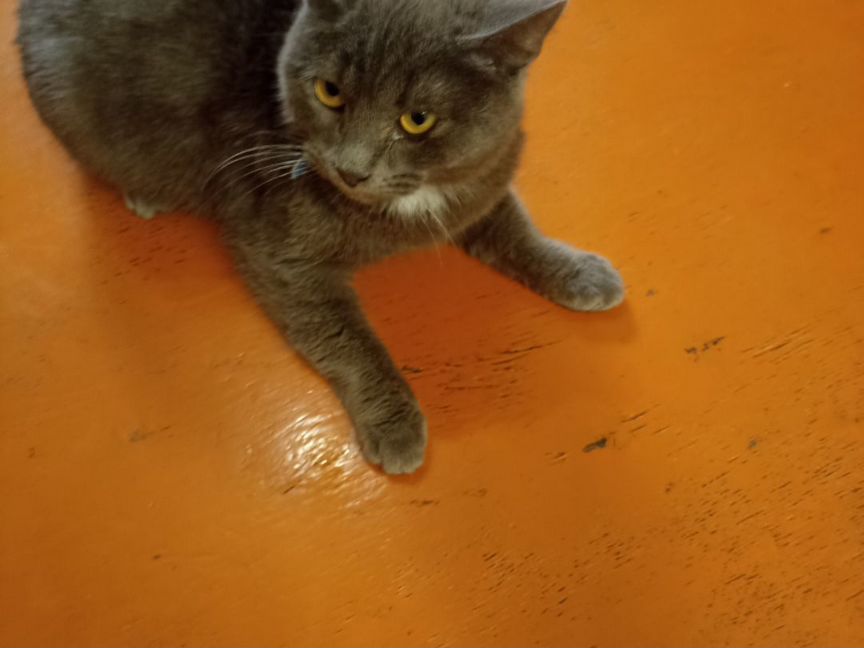 Котята мальчики в добрые руки, жалко выкидывать