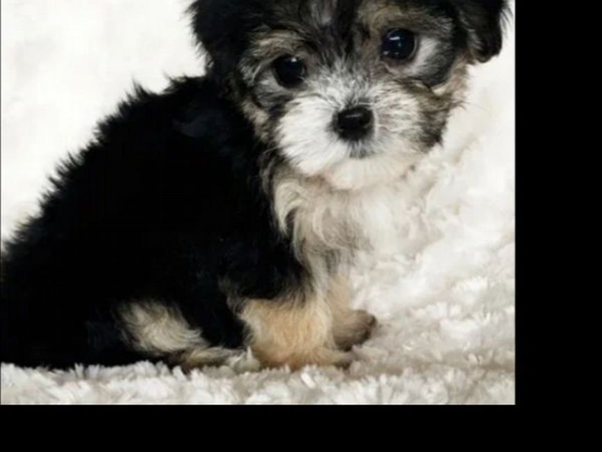 Мальтипу f1 в добрые руки