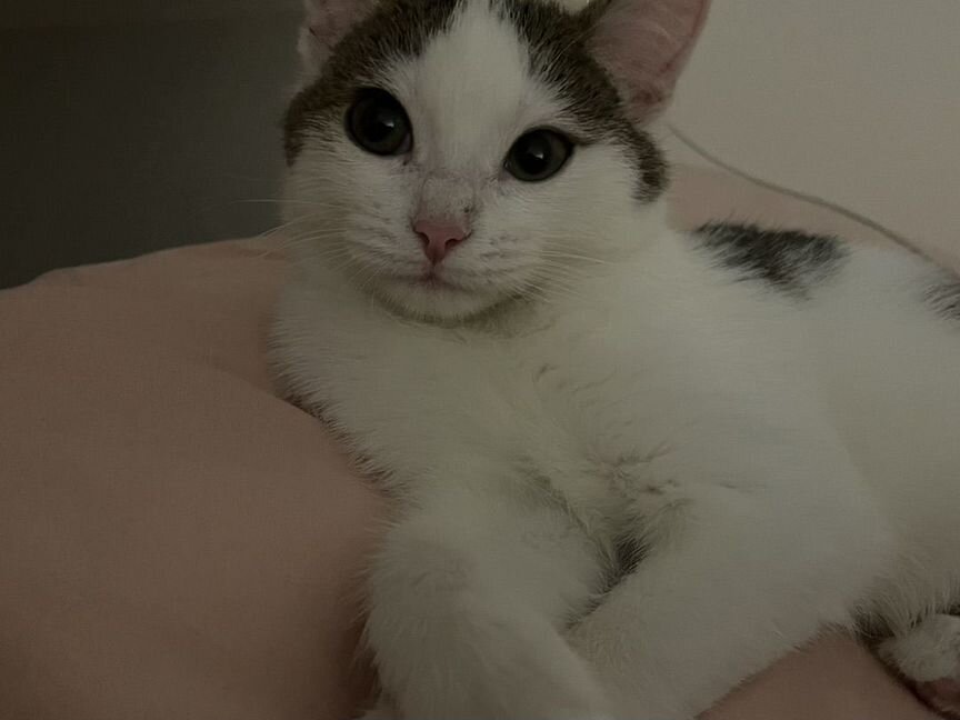 Котик