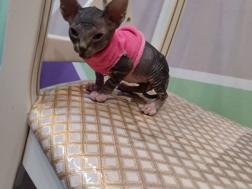 Лысые котята сфинкс