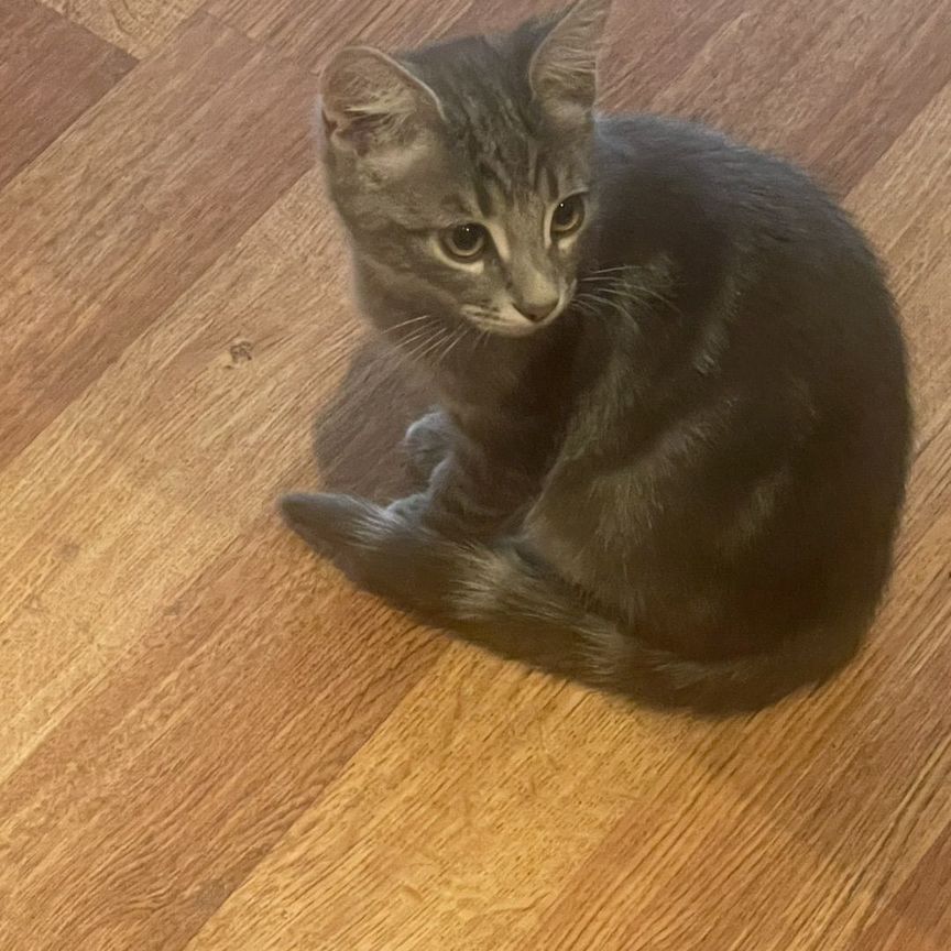 Отдам бесплатно