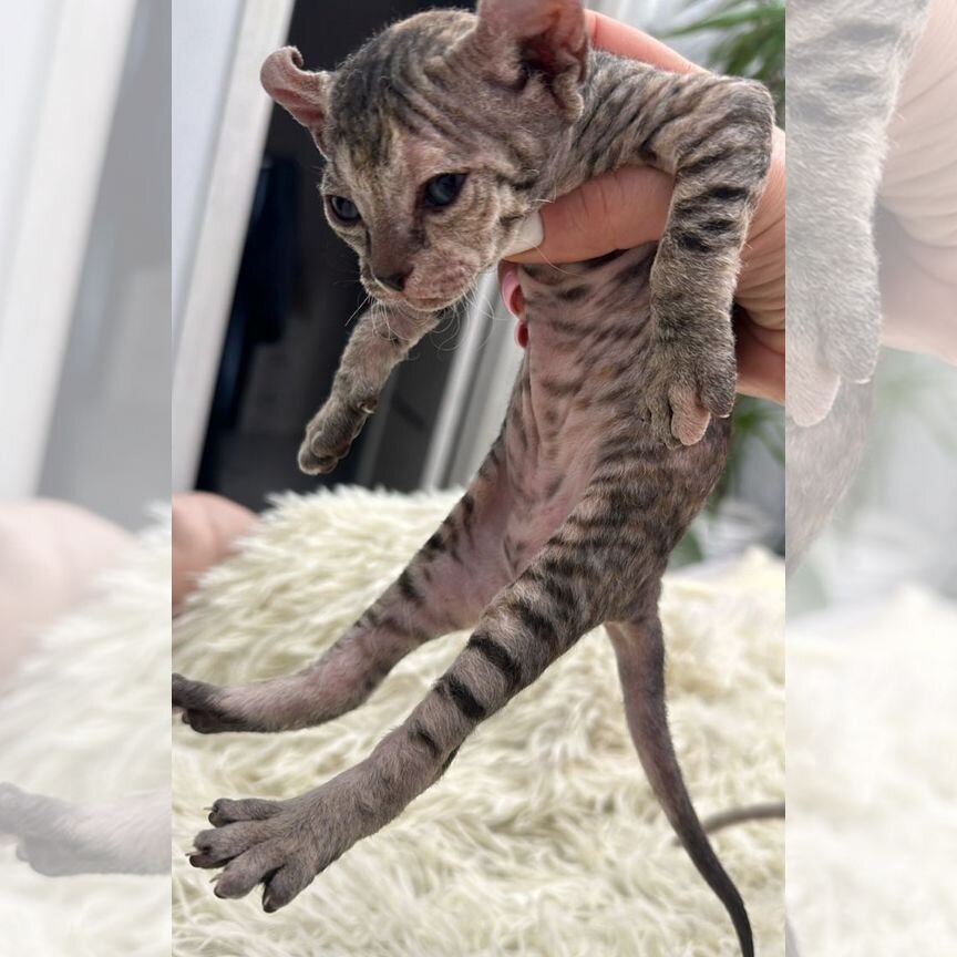 Котята сфинкс велюр эльф