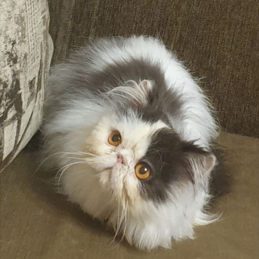 Кот персидский