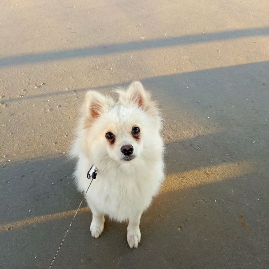 Немецкий шпиц