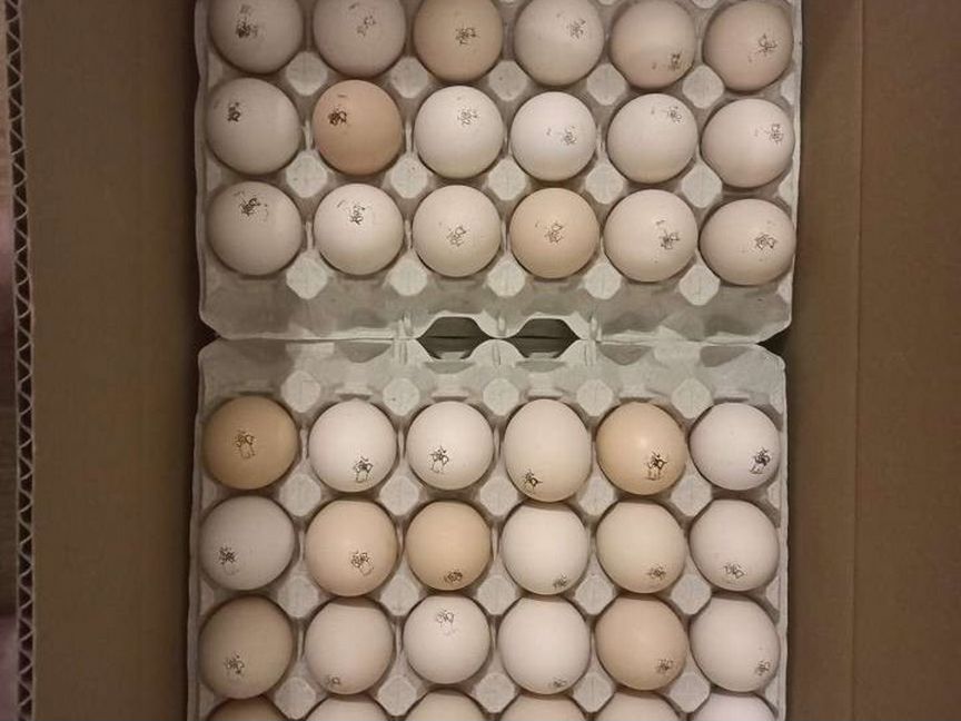 Продам инкубационное яйцо