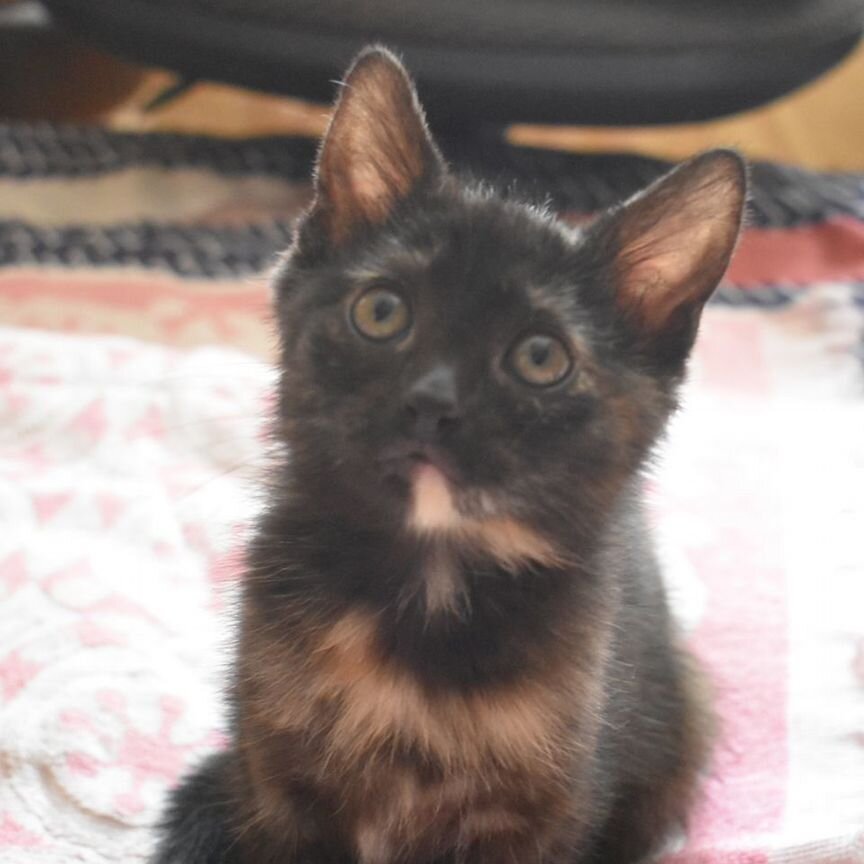Котенок в добрые руки