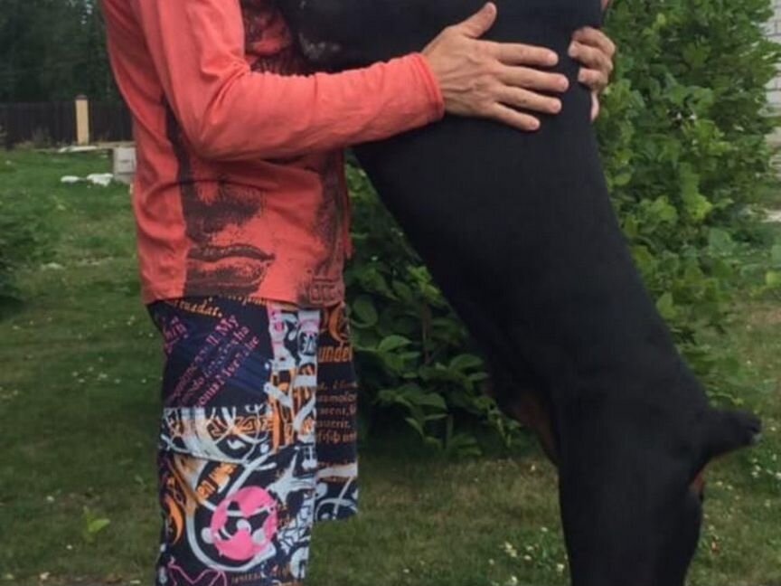 Щенки добермана