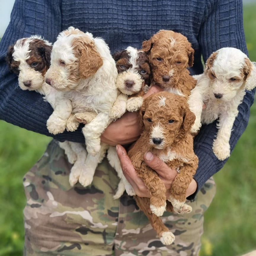 Детки Лабрадудля,большой выбор