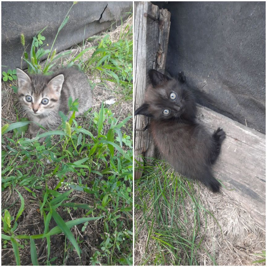 3 кота (2 кота и 1 кошечка)