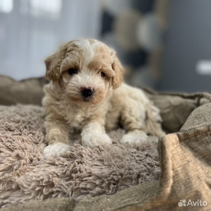 Детки Мальтиу