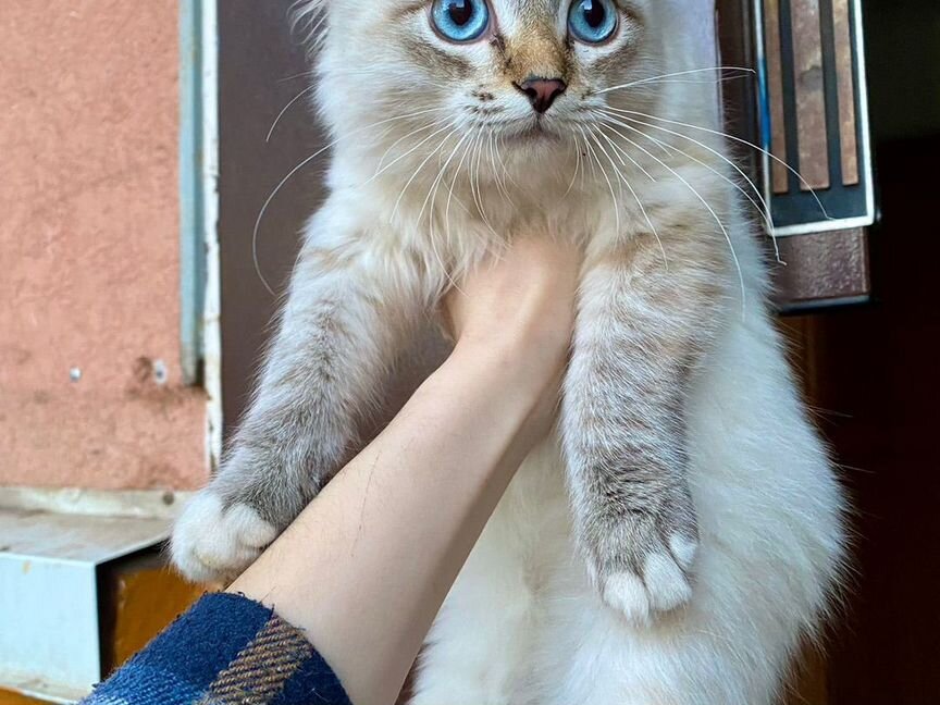 Тайский котенок мальчик