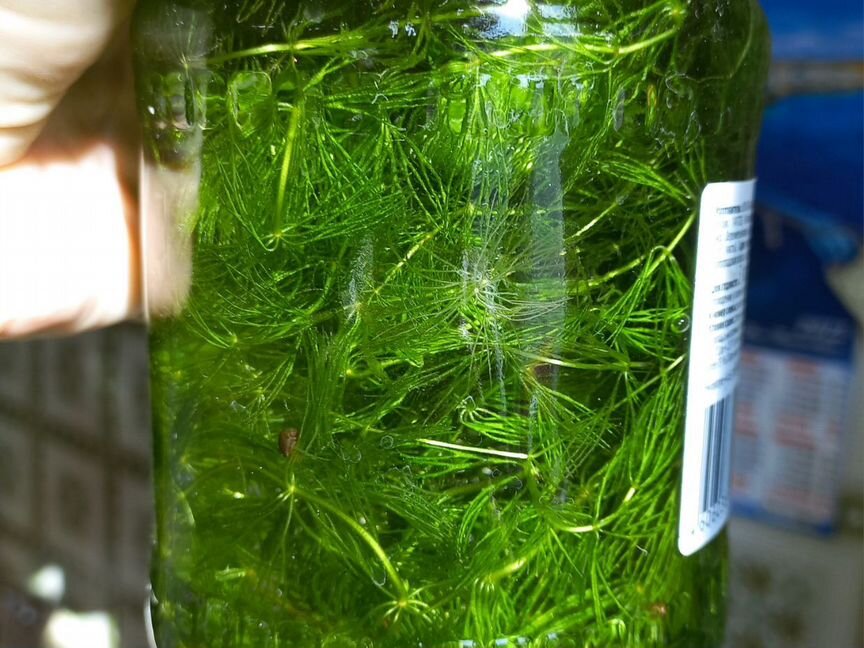 Роголистник в аквариум,с улитками